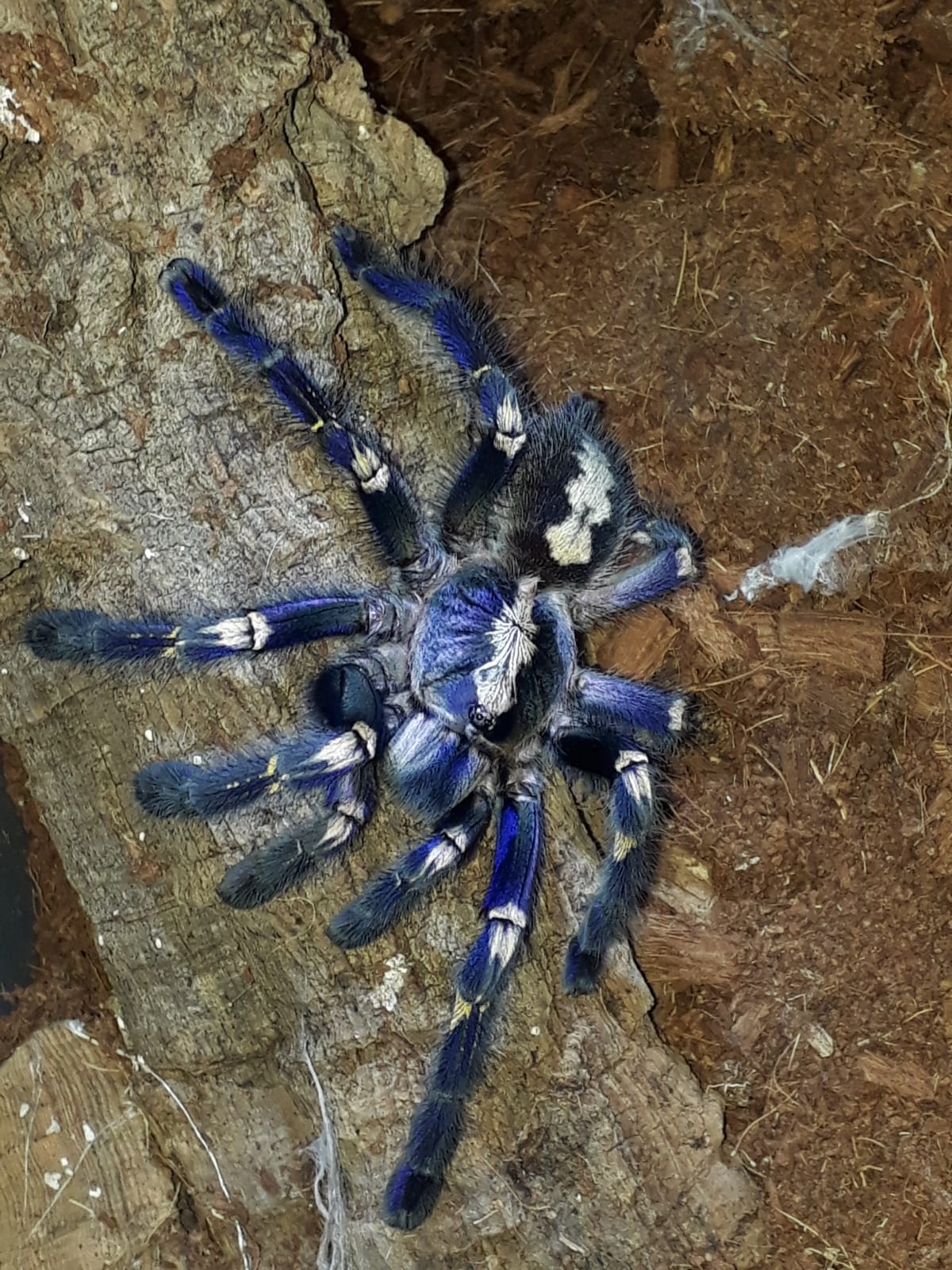 FreakySpiders - Startseite